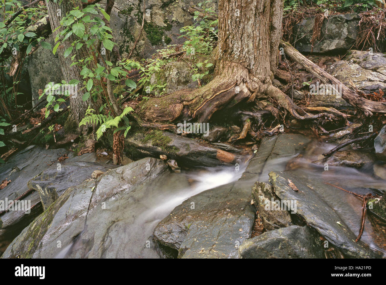 The National Park Service (NPS) works to preserve natural landscapes ...