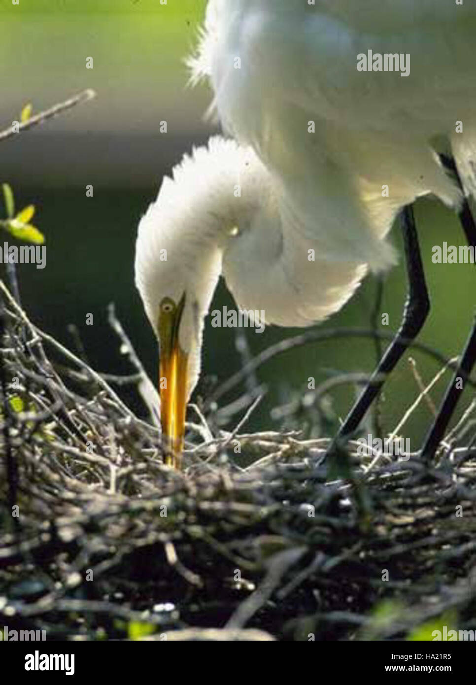 A Great Egret is seen nesting in the Everglades National Park, an ...