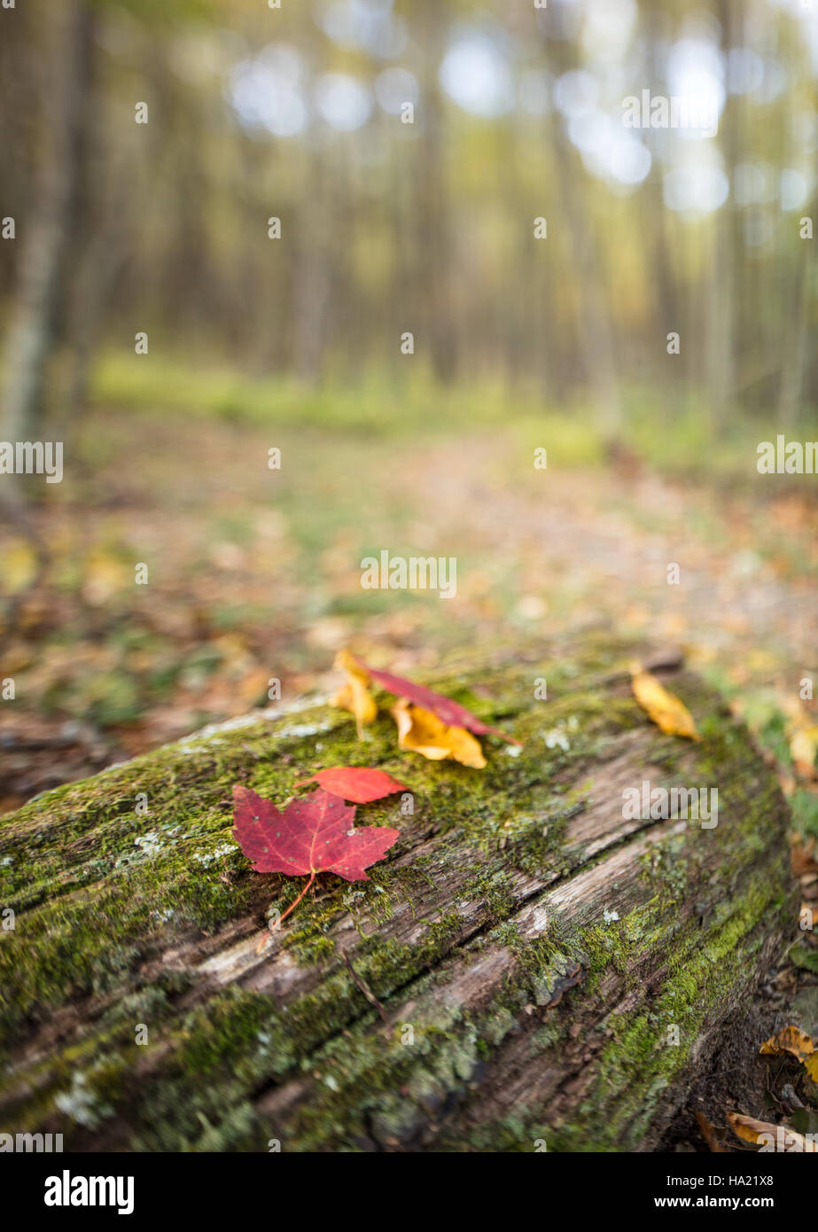 A photograph showing a fallen log in a national park, illustrating the ...