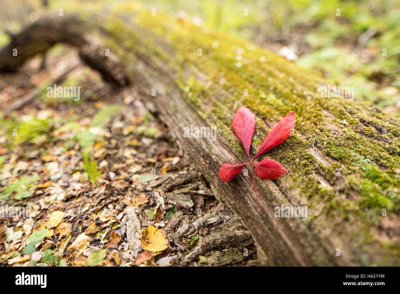 This image depicts a fallen log in a forest during the fall season ...