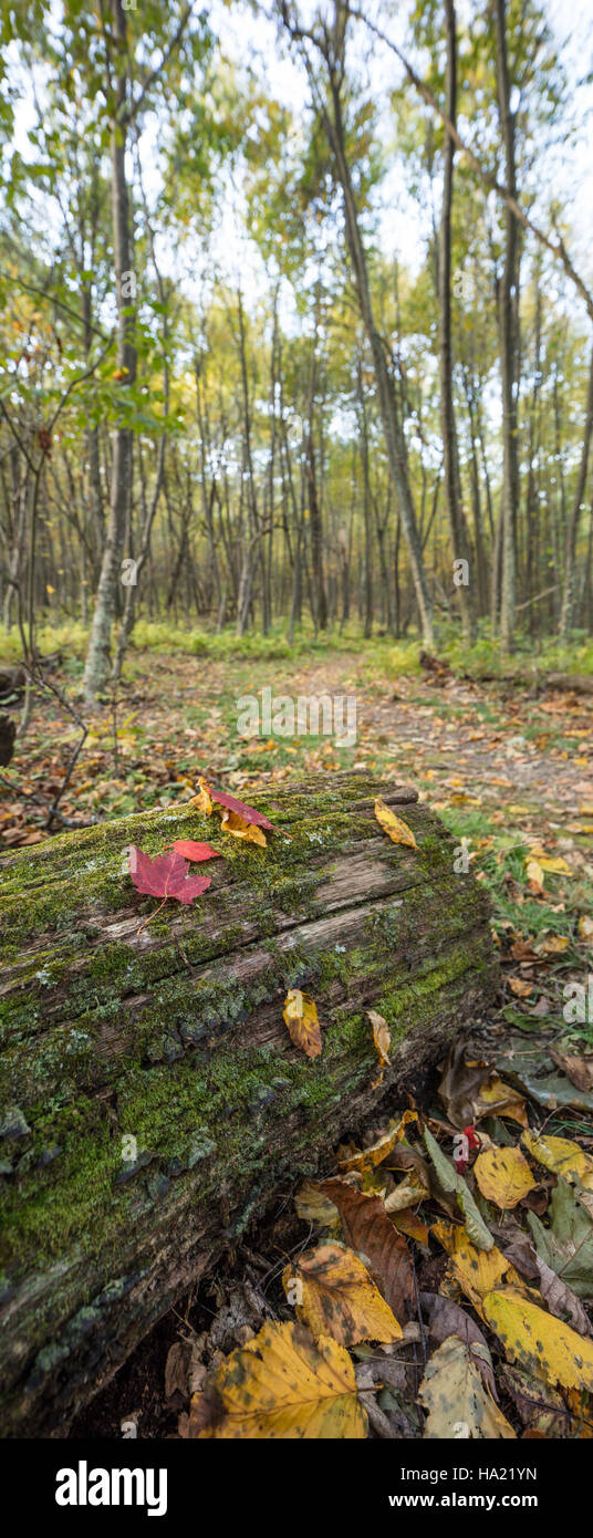 The Fall Log photo from a U.S. National Park captures the beauty of ...