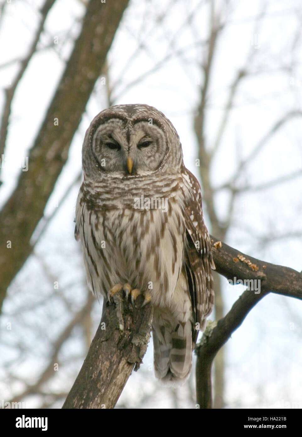 Important species for maintaining ecological diversity hi-res stock ...