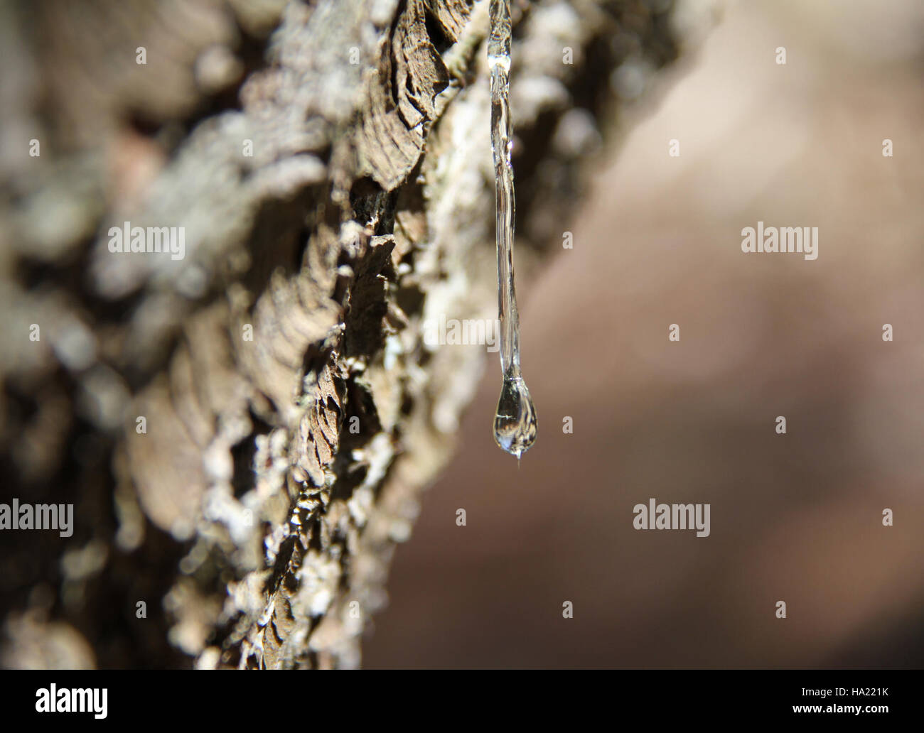A close-up photograph of white pine sap dripping, highlighting the ...