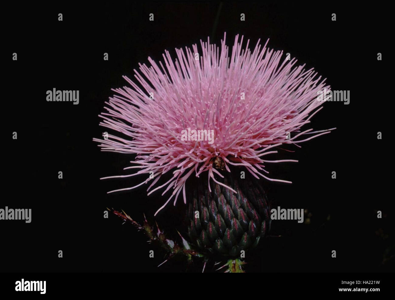 Thistle, a common plant found in many habitats across the U.S., is an ...