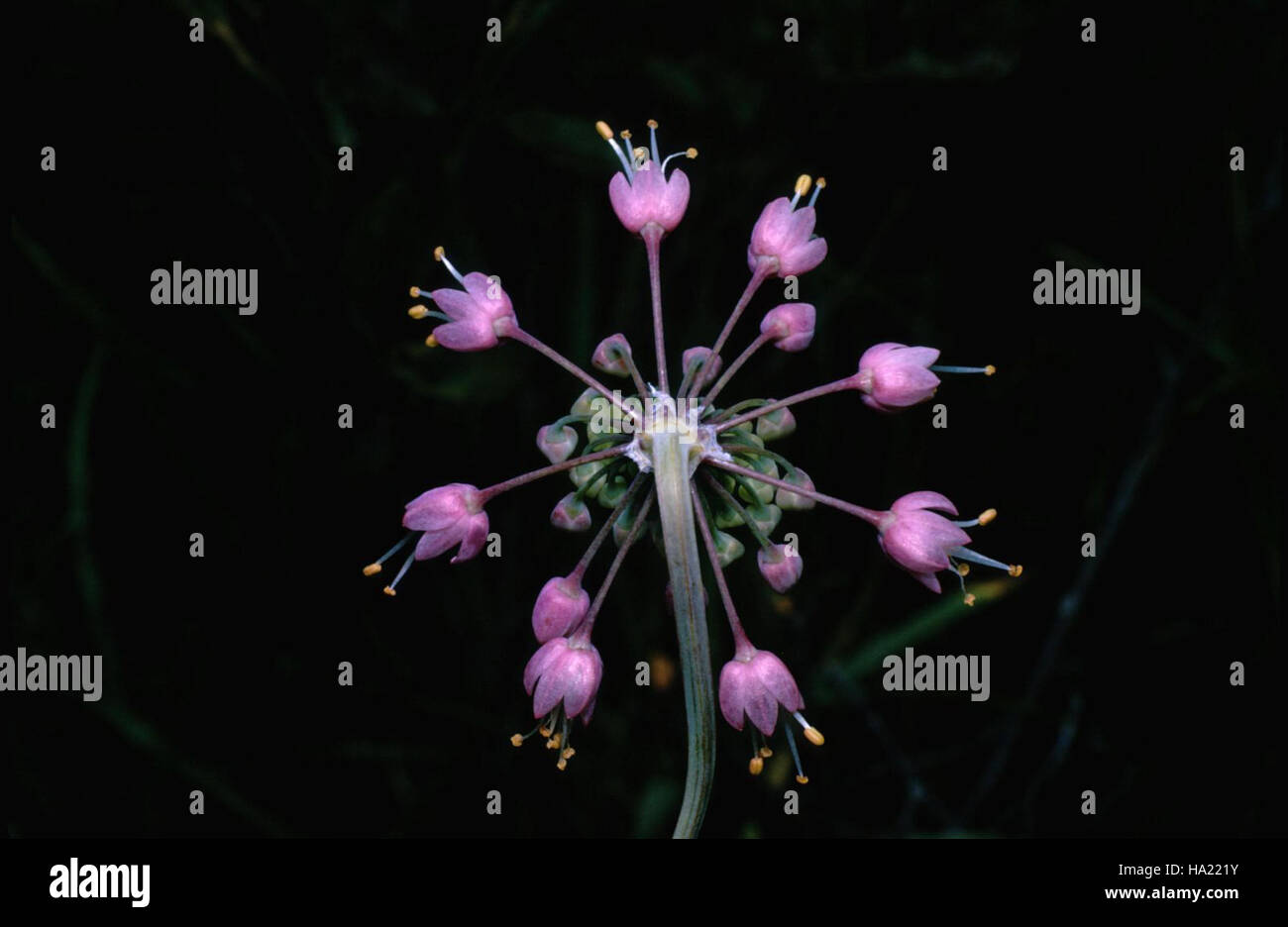The wild onion, native to certain U.S. National Parks, plays an ...