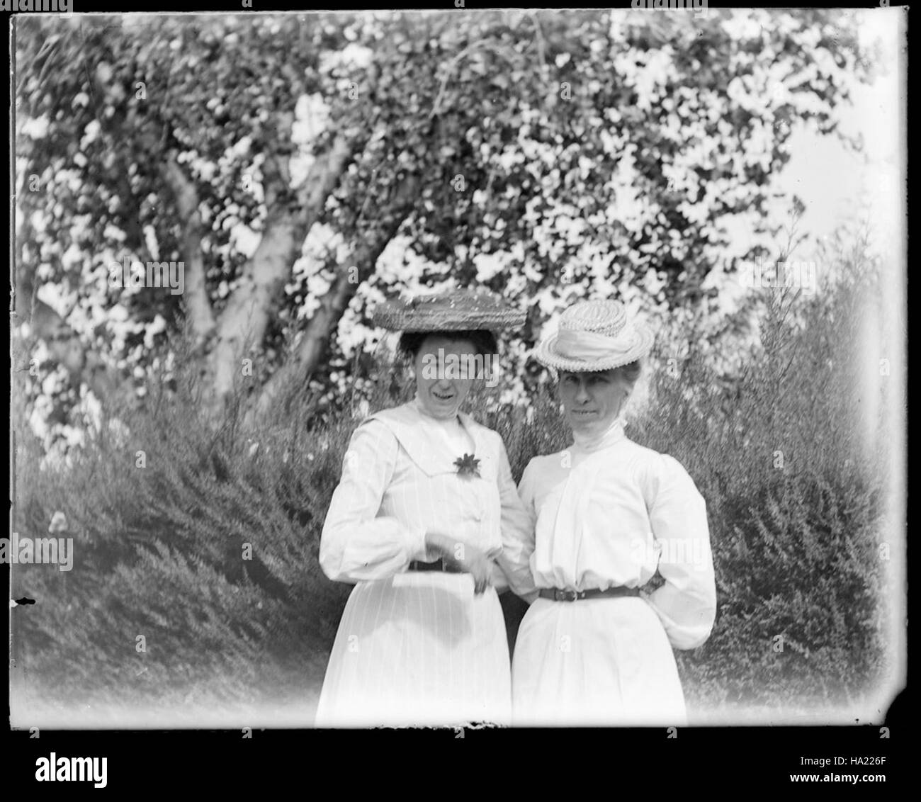 circa 1900-1920 nps national park nature science Stock Photo - Alamy
