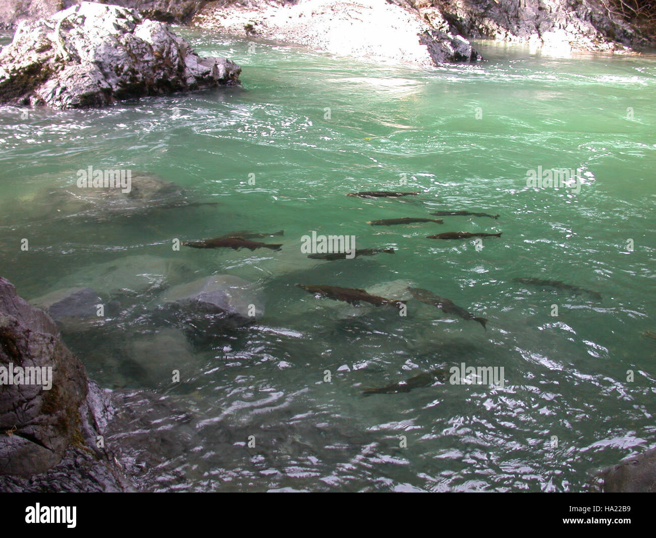 The Sol Duc River in Olympic National Park, with Coho salmon migrating ...