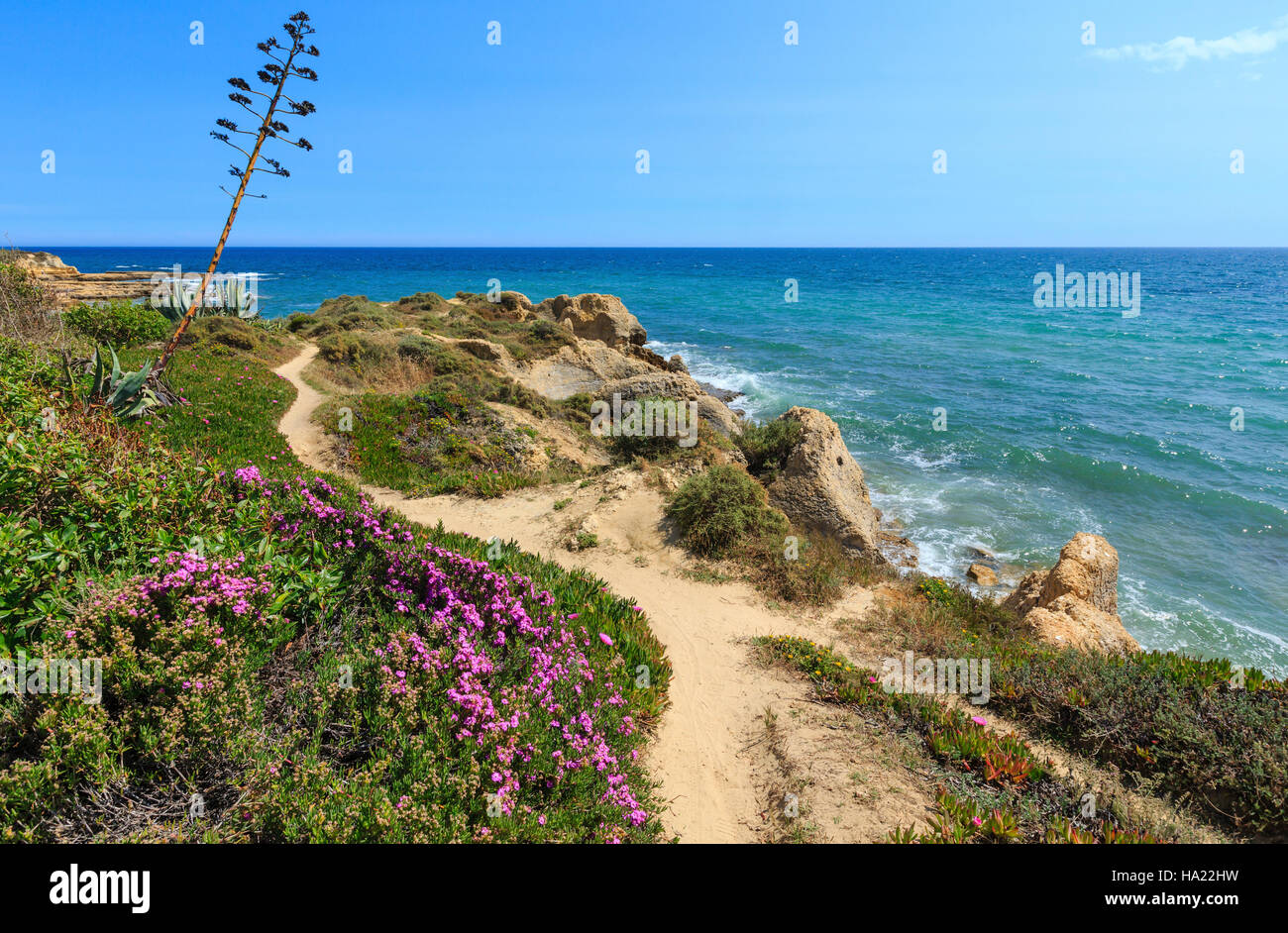 Summer blossoming Atlantic rocky coast view with purple flowers ...