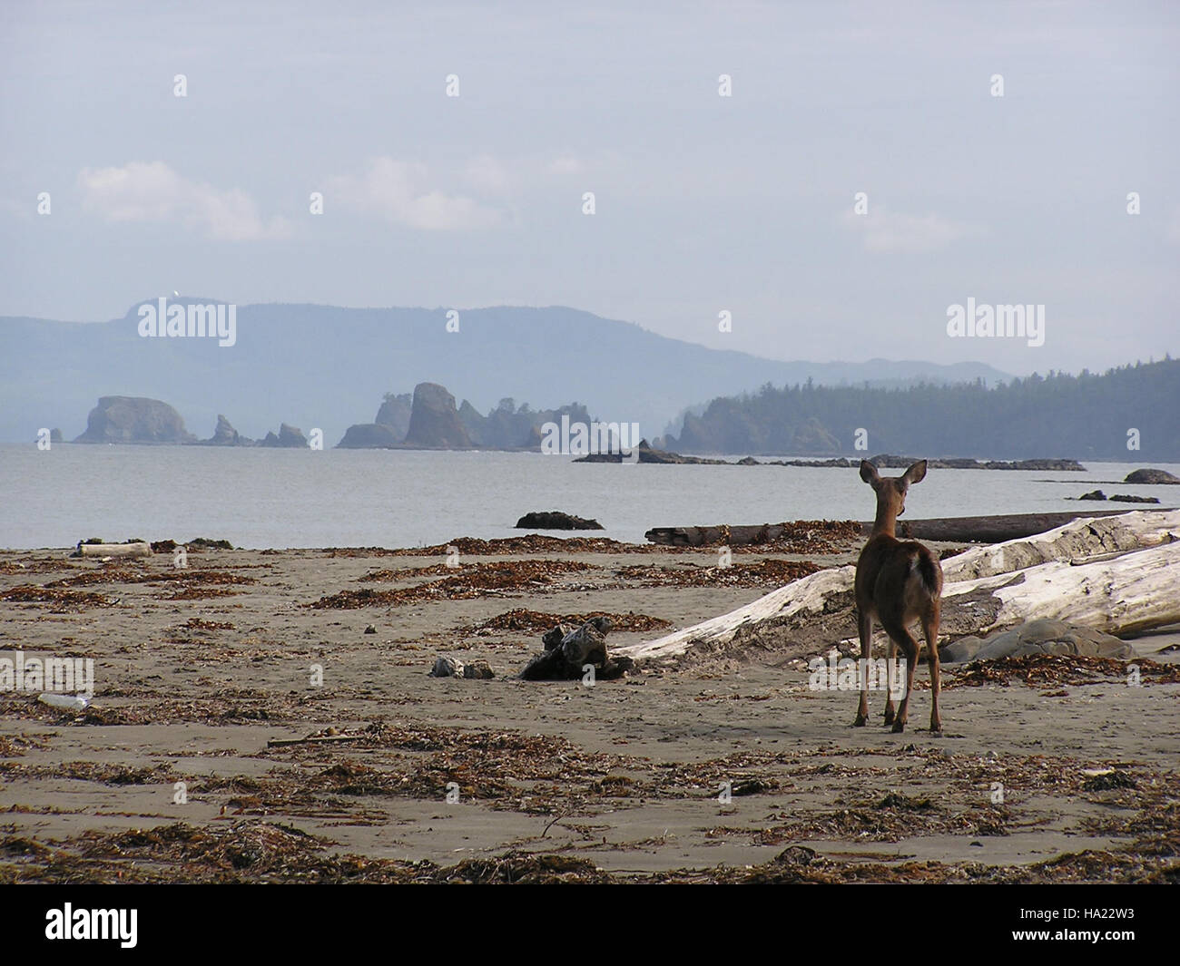 olympicnps 16679911114 Deer Doe Beach Point of Arches NPS Photo Stock ...