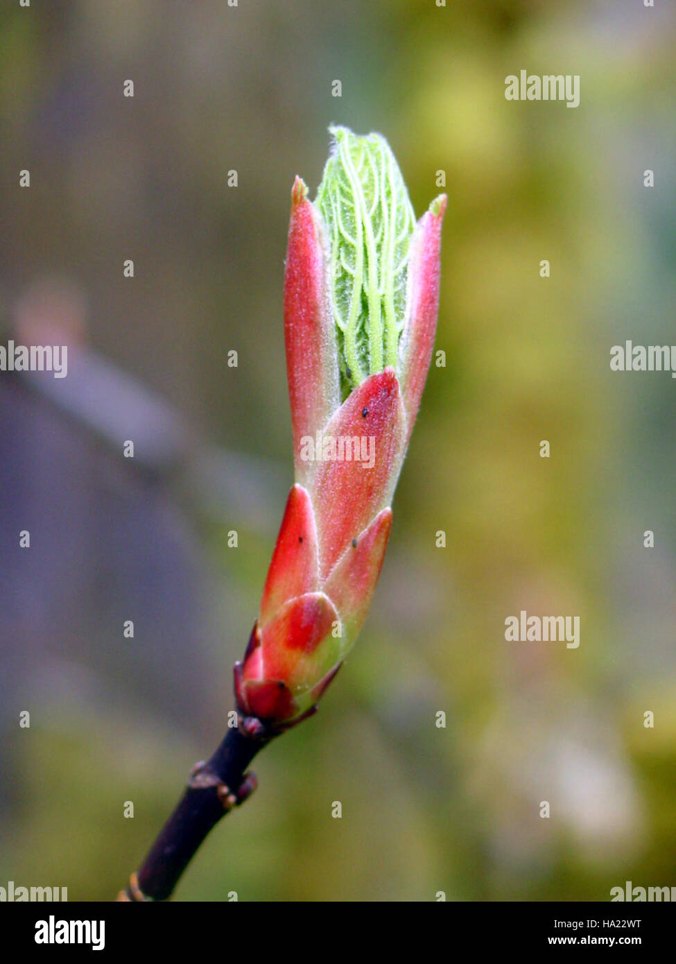 olympicnps 16705081683 Maple Bud tree spring NPS Photo Stock Photo - Alamy