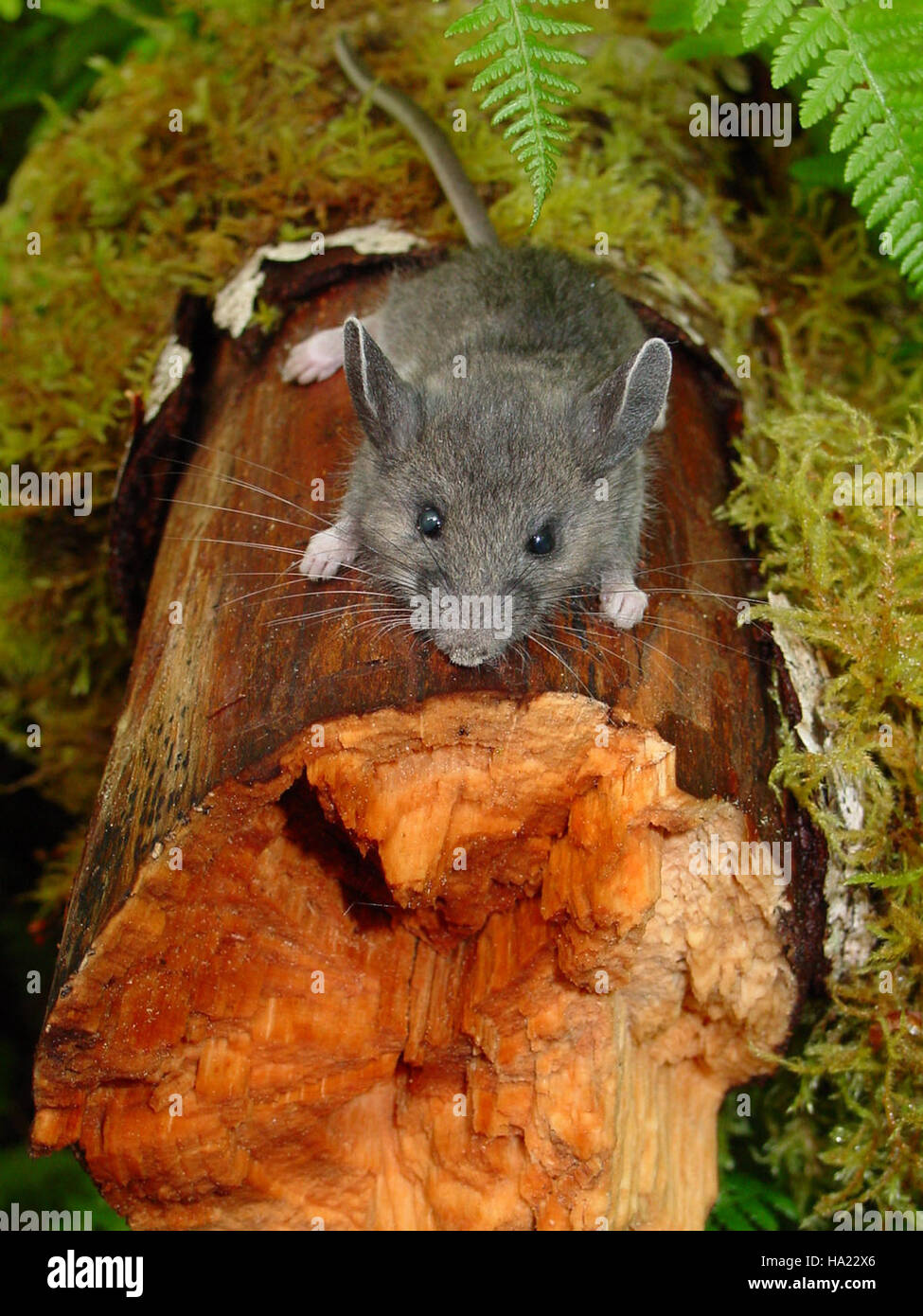 This photo, taken at Olympic National Park, captures a small mammal on ...