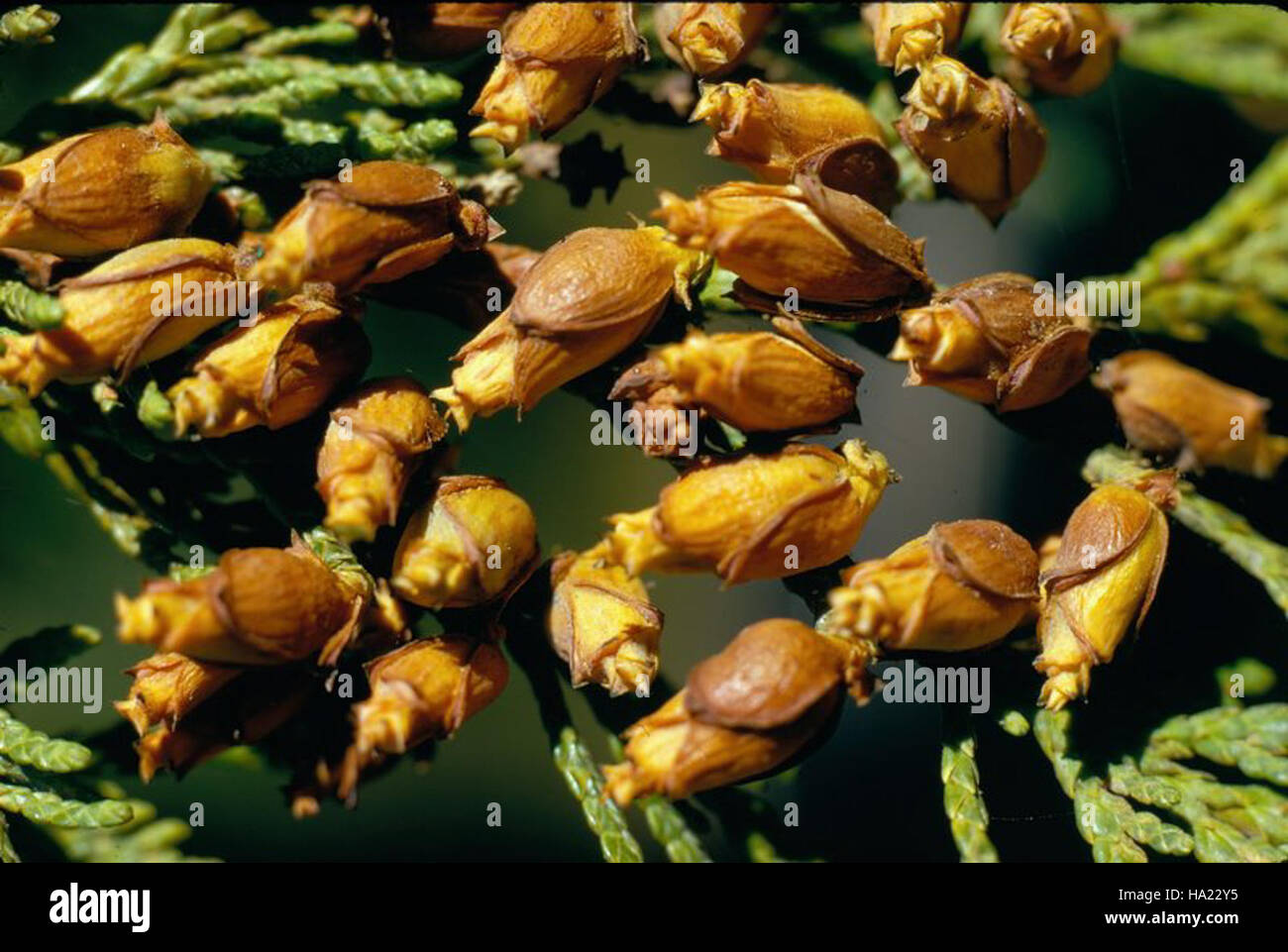 A cedar tree's cones are depicted in this photograph taken at Olympic ...