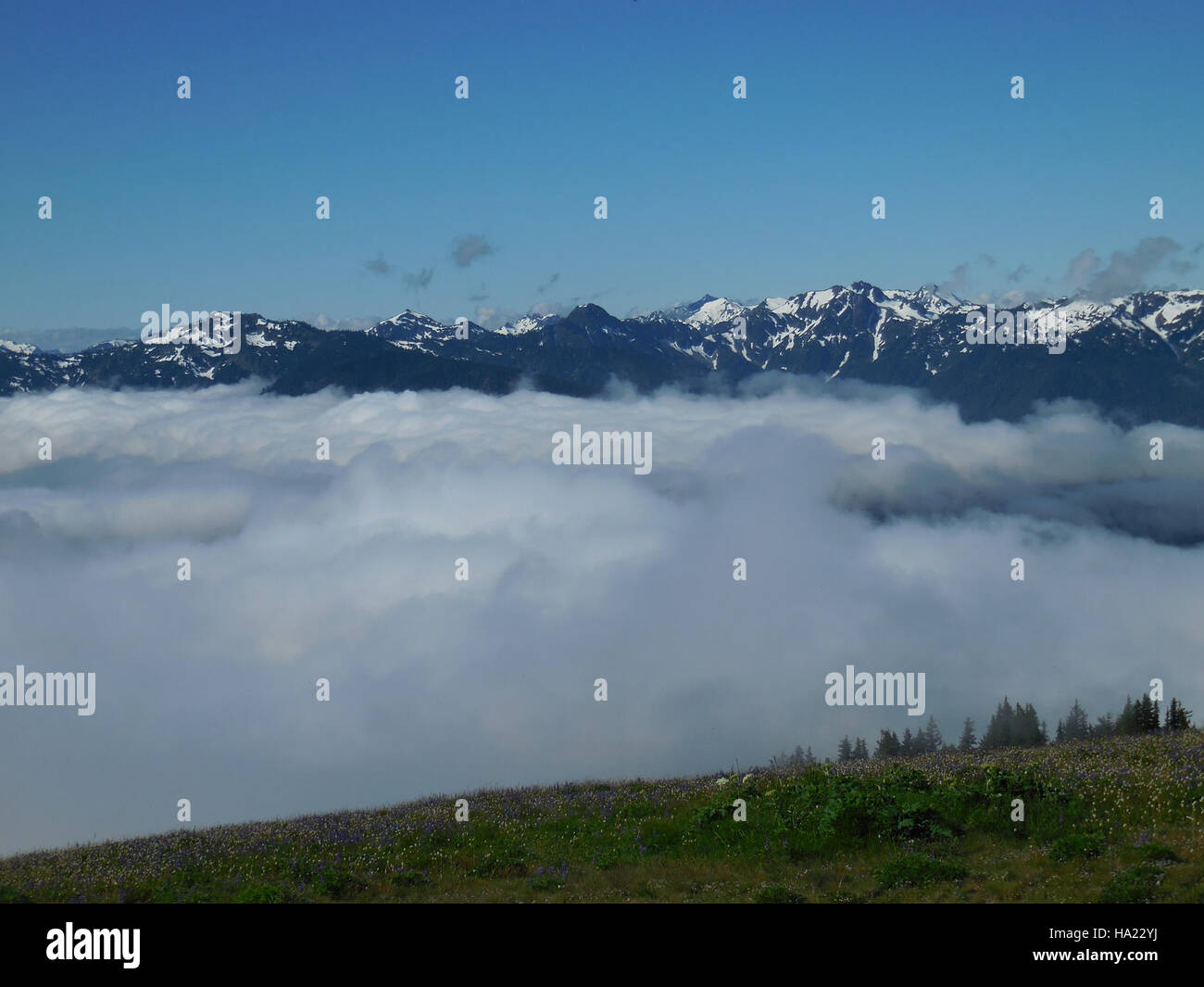 Hurricane Ridge in Olympic National Park provides stunning views of ...