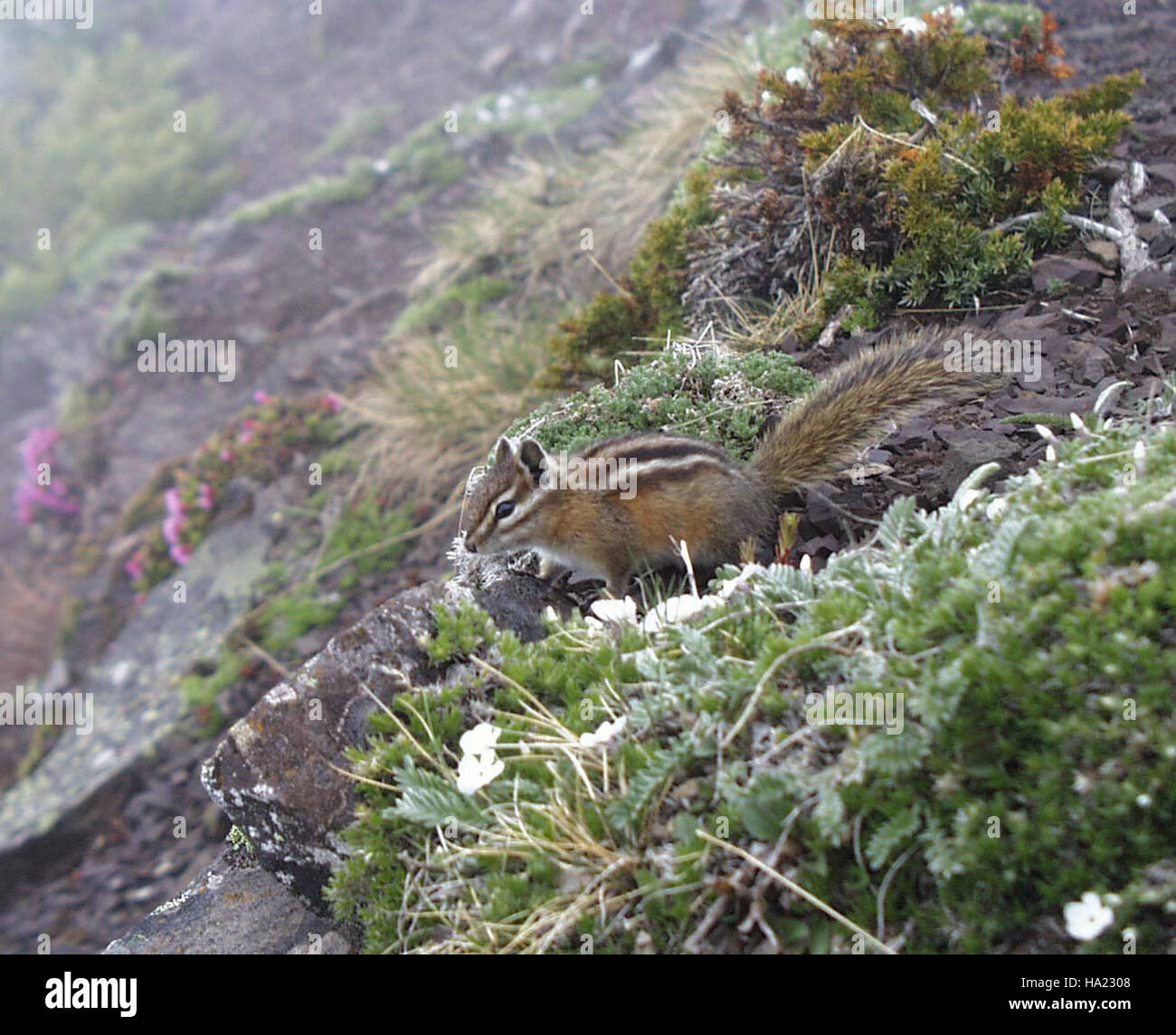 A chipmunk, native to Olympic National Park, is captured in a wildlife ...