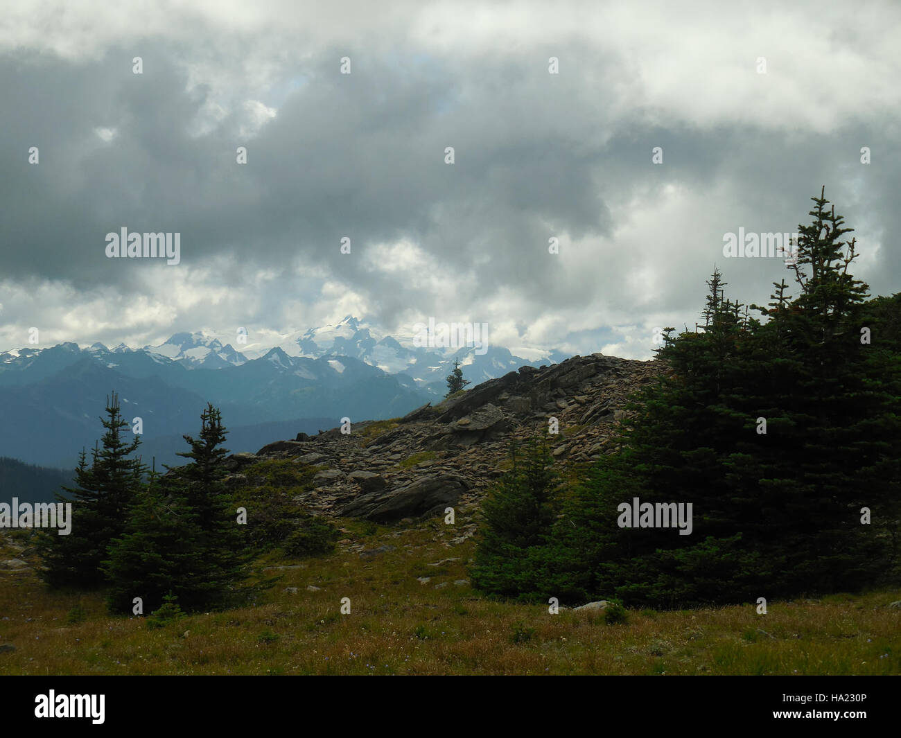olympicnps 17313577882 rocks subalpine trees hurricane ridge c bubar ...