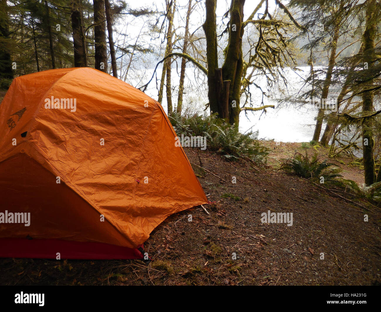 Tent camping at Lake Crescent Campground in Olympic National Park ...