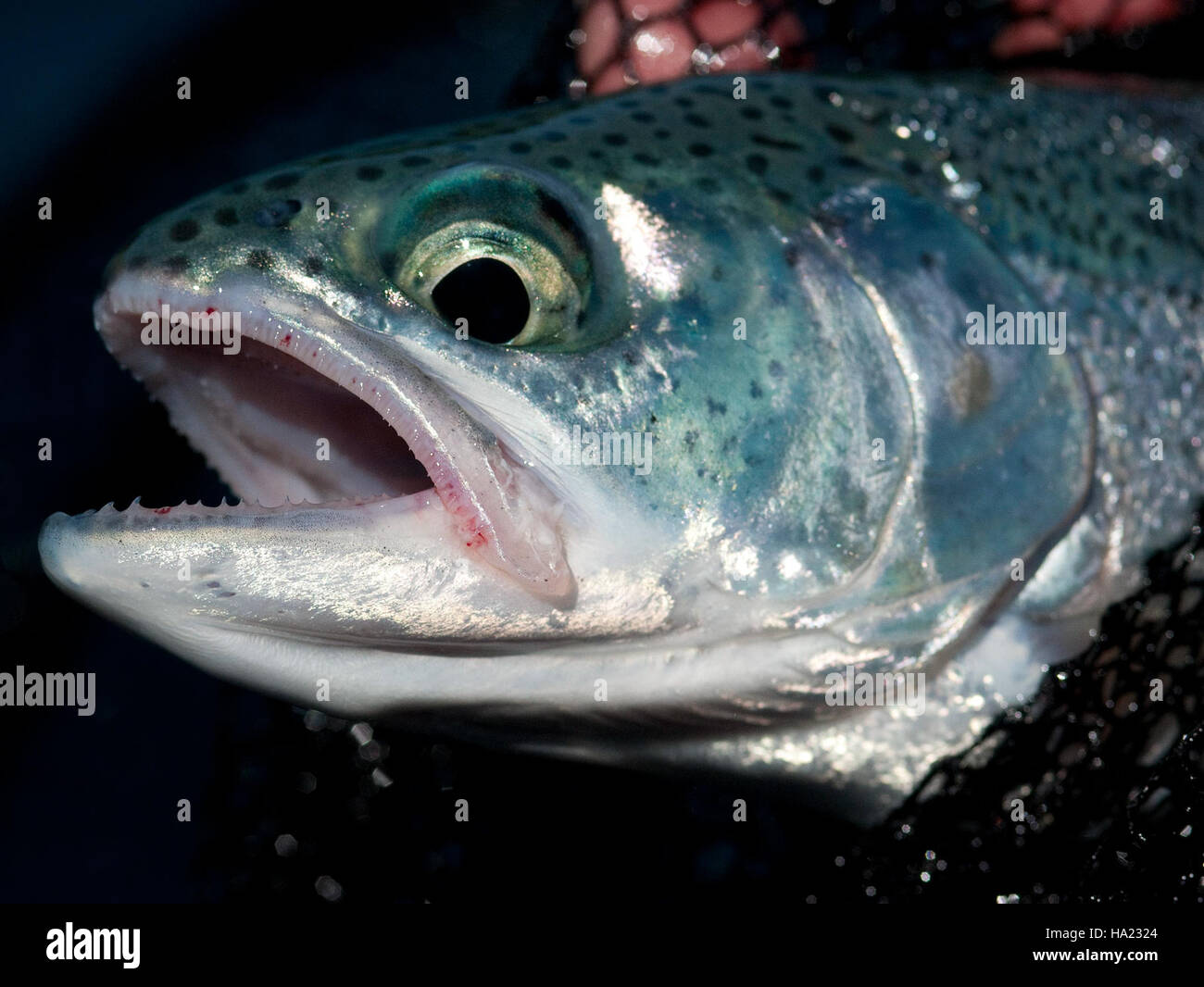 The Beardslee Rainbow Trout, native to Lake Crescent in Olympic ...