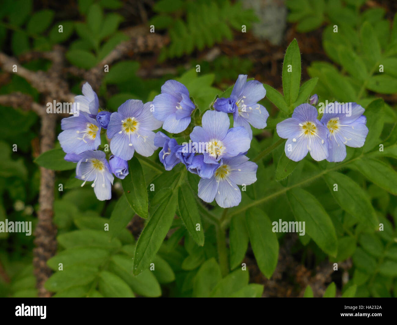 olympicnps 22554393927 jacobs ladder cluster purple alpine alpine ...