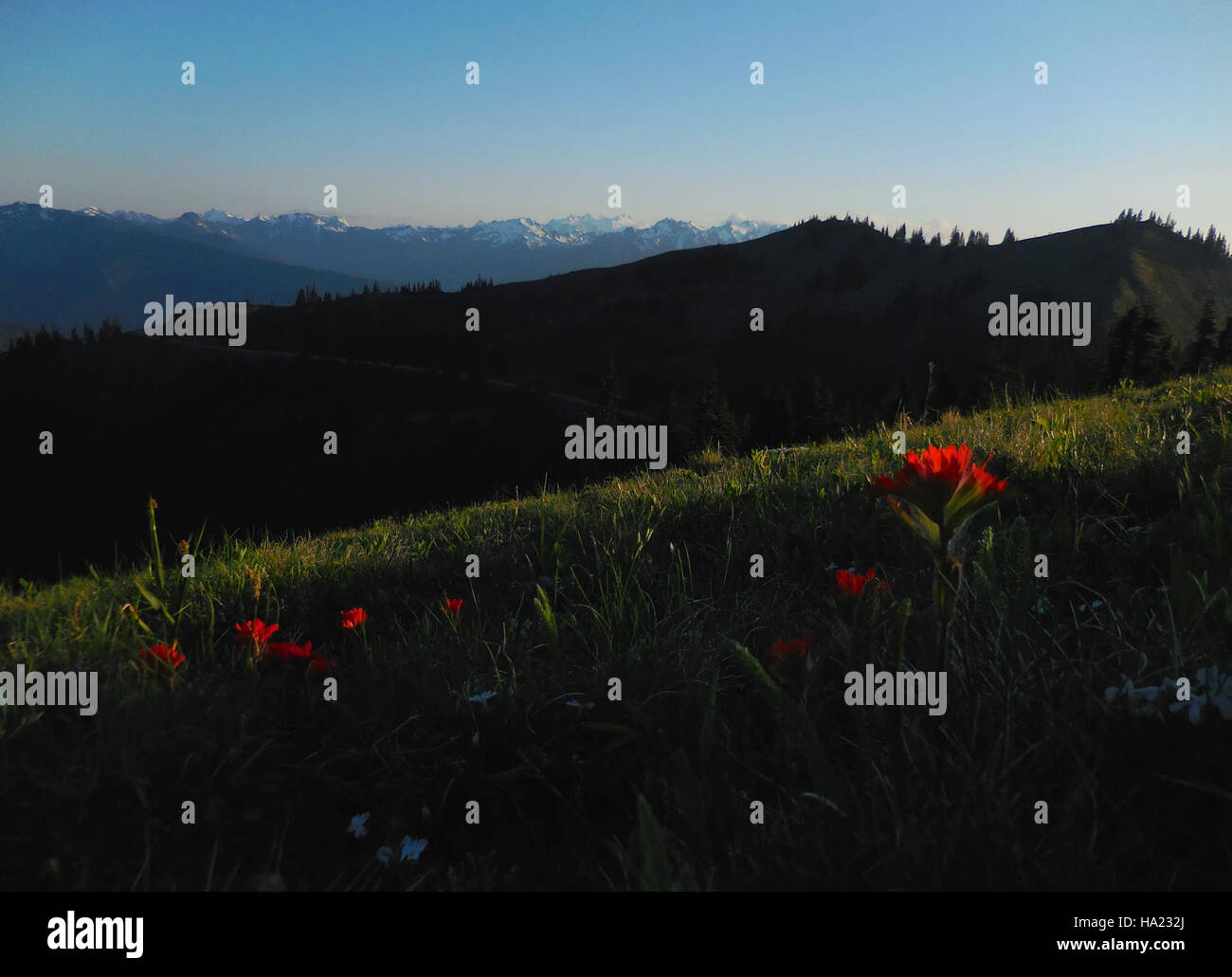 Olympic National Park offers diverse ecosystems, from temperate ...