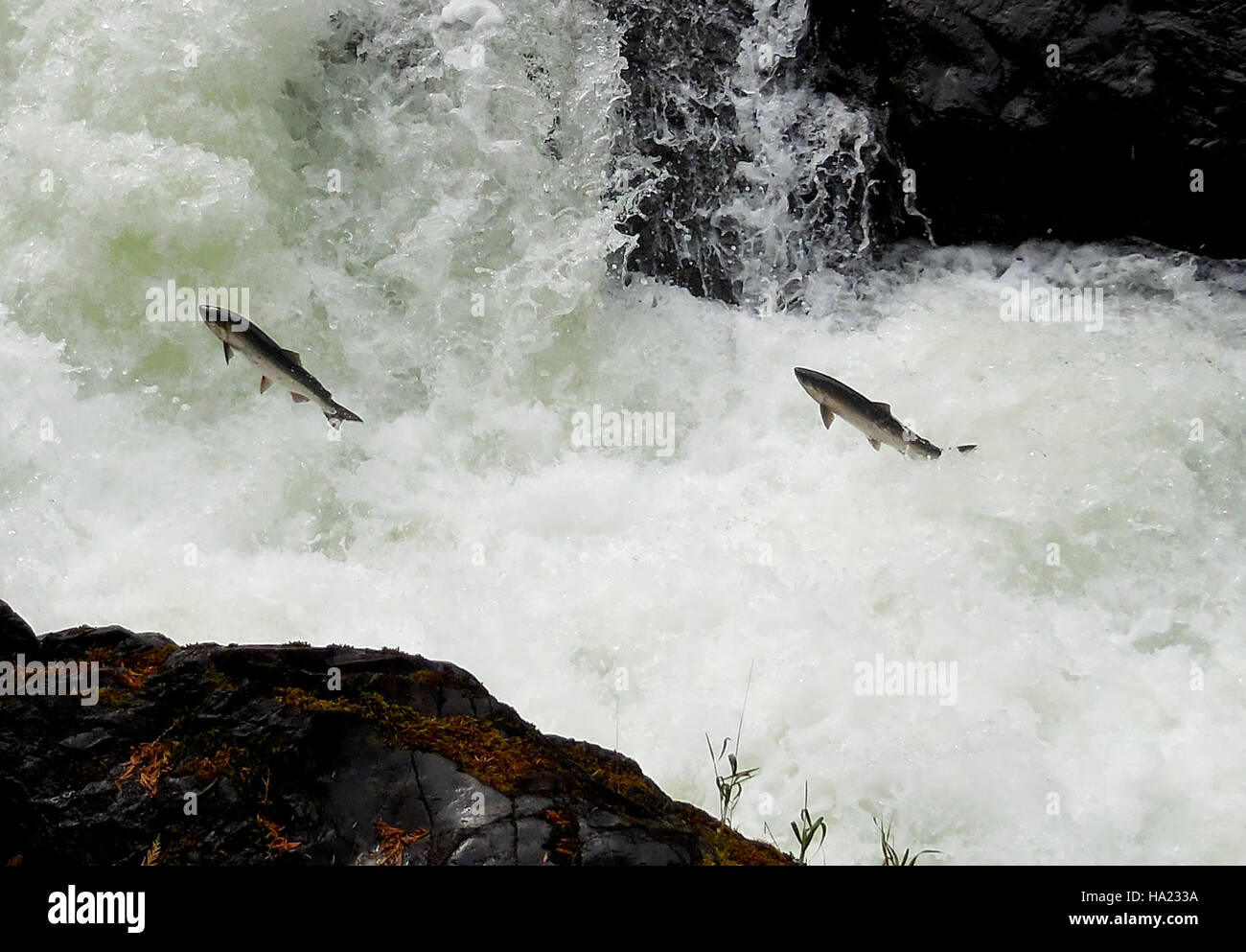 Olympic National Park in Washington State is renowned for its diverse ...