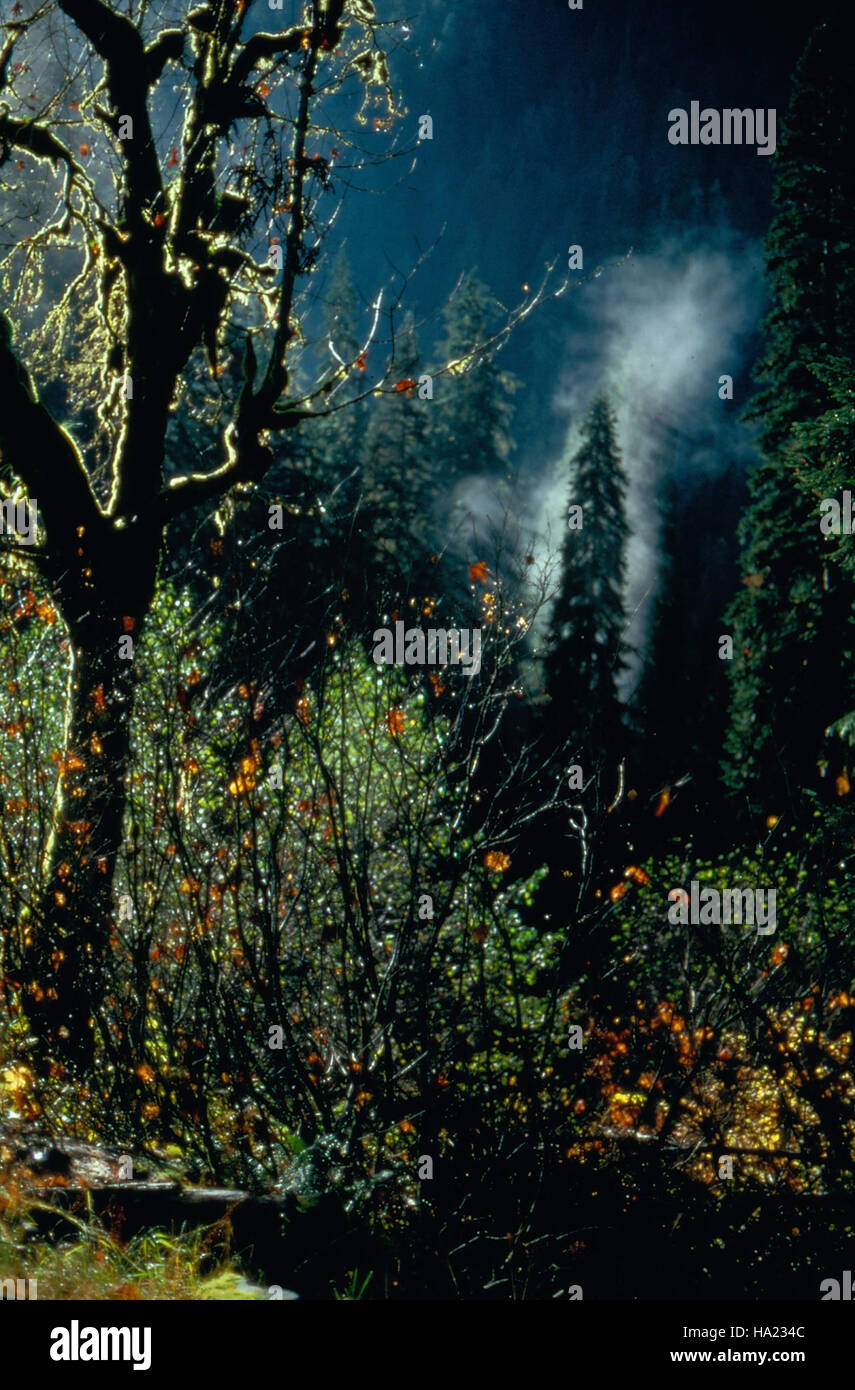 This image shows the misty montane forest along the Enchanted Valley ...