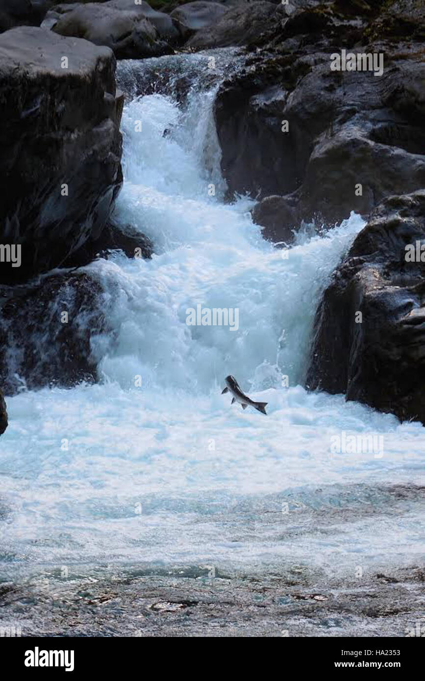 Salmon jumping in Sol Duc Cascade, Olympic National Park, highlights ...