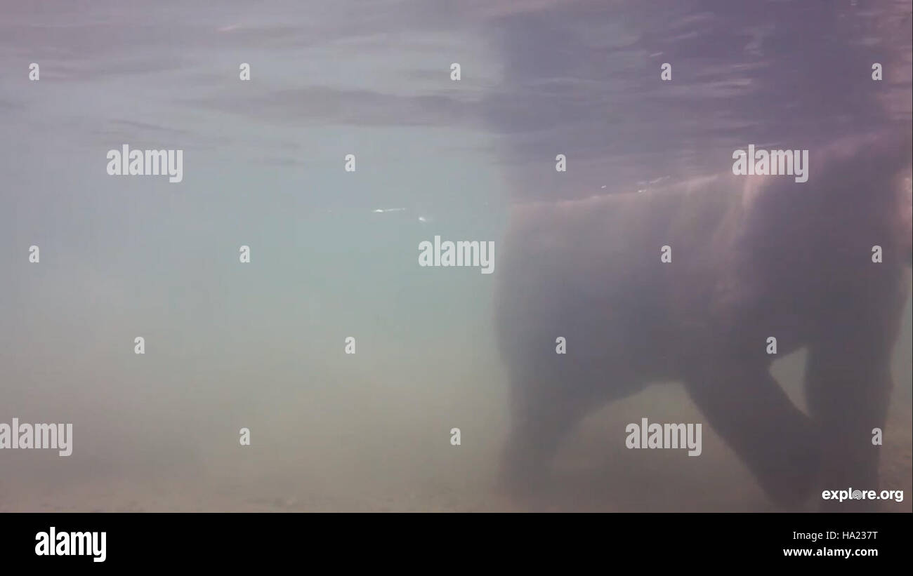 This image shows a natural science park, likely part of Katmai National ...