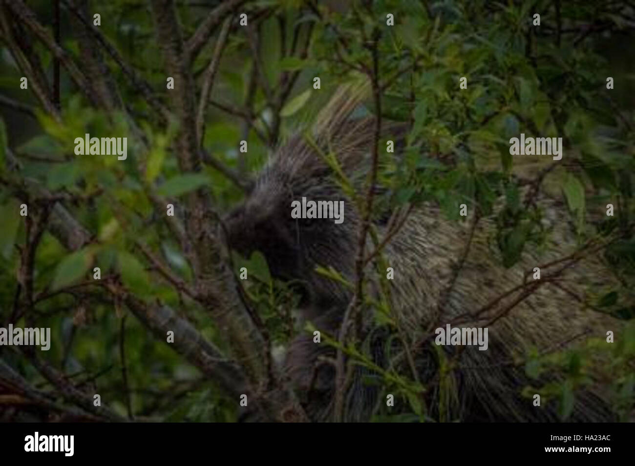 Ranger Daniel is featured in this image from Katmai National Park ...
