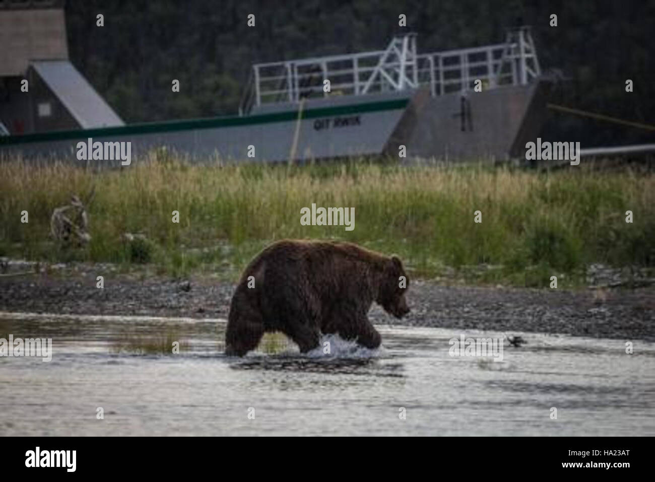 Ranger Daniel, a dedicated park ranger at Katmai National Park, plays ...