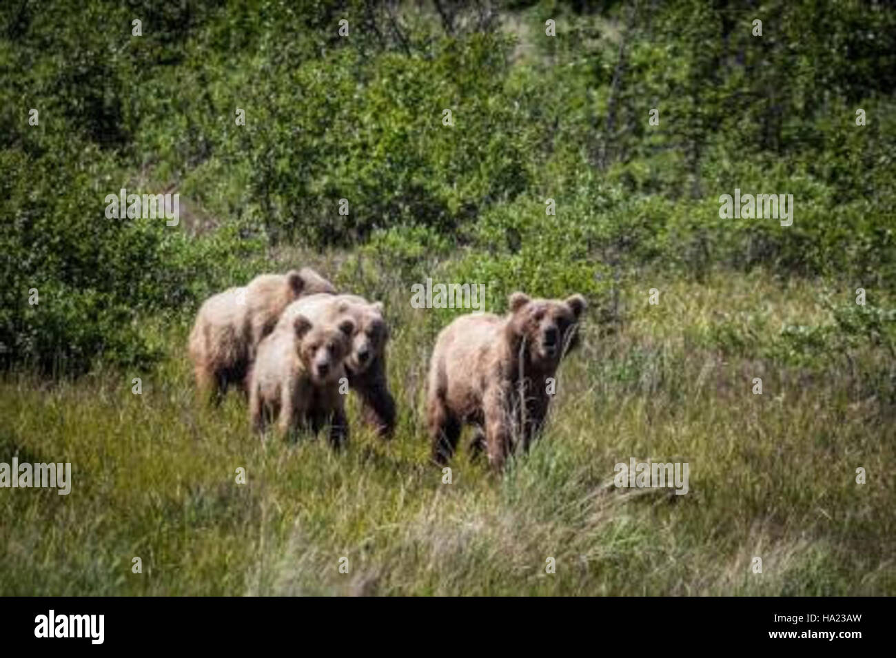 katmainps 27676676045 Ranger Daniel(4 Stock Photo - Alamy