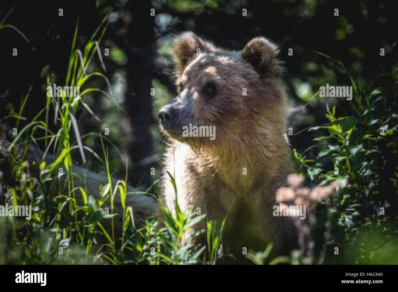Ranger Daniel provides educational programming in Katmai National Park ...