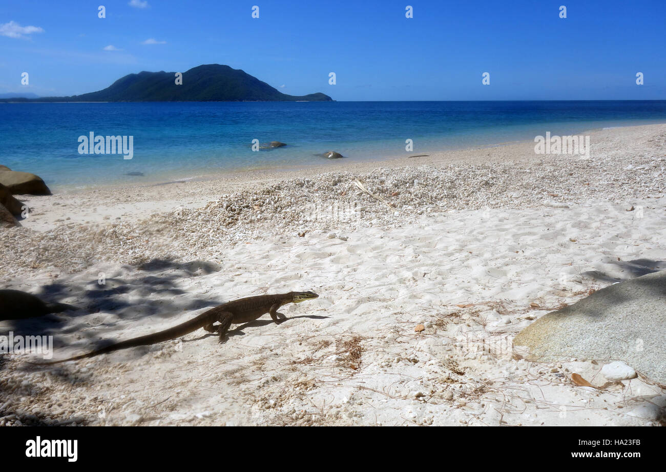 Yellow-spotted monitor lizard (Varanus panoptes) stalking Nudie Beach ...