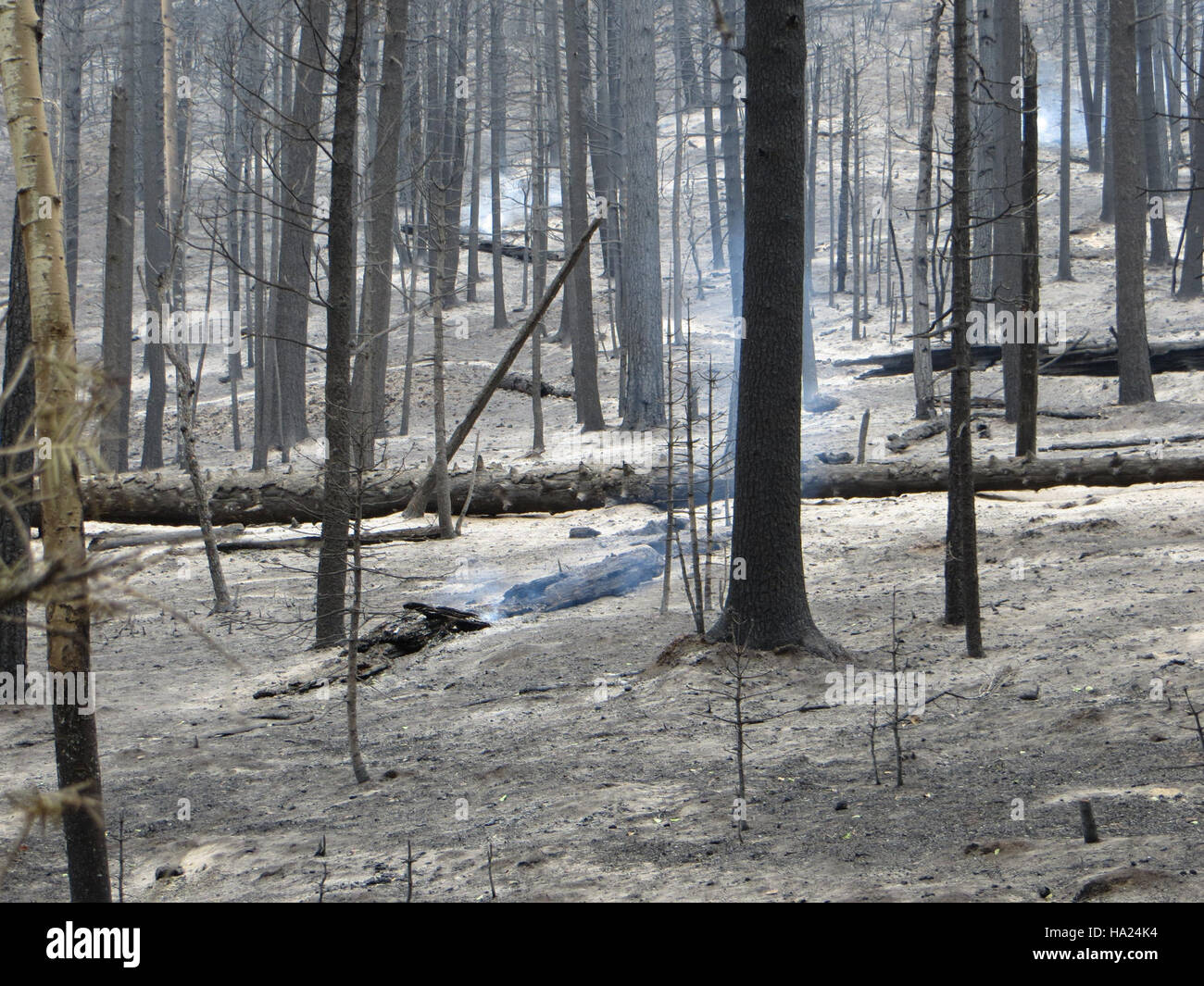 This photo from the Thompson Ridge Forest Fire in 2013 captures the ...