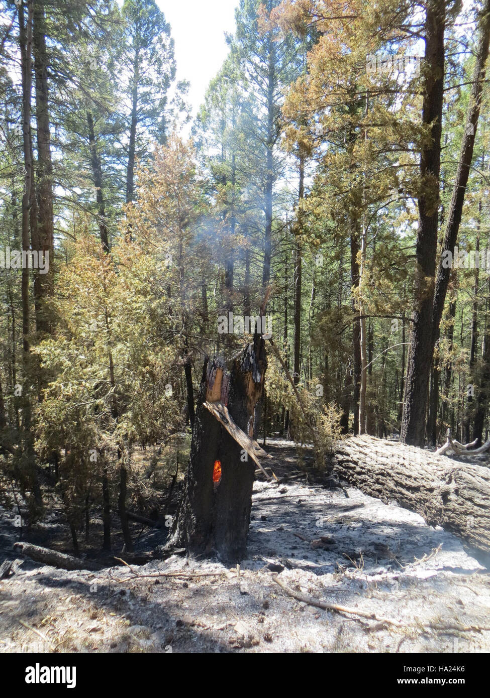 The Thompson Ridge Forest Fire in 2013 burned significant areas in the ...