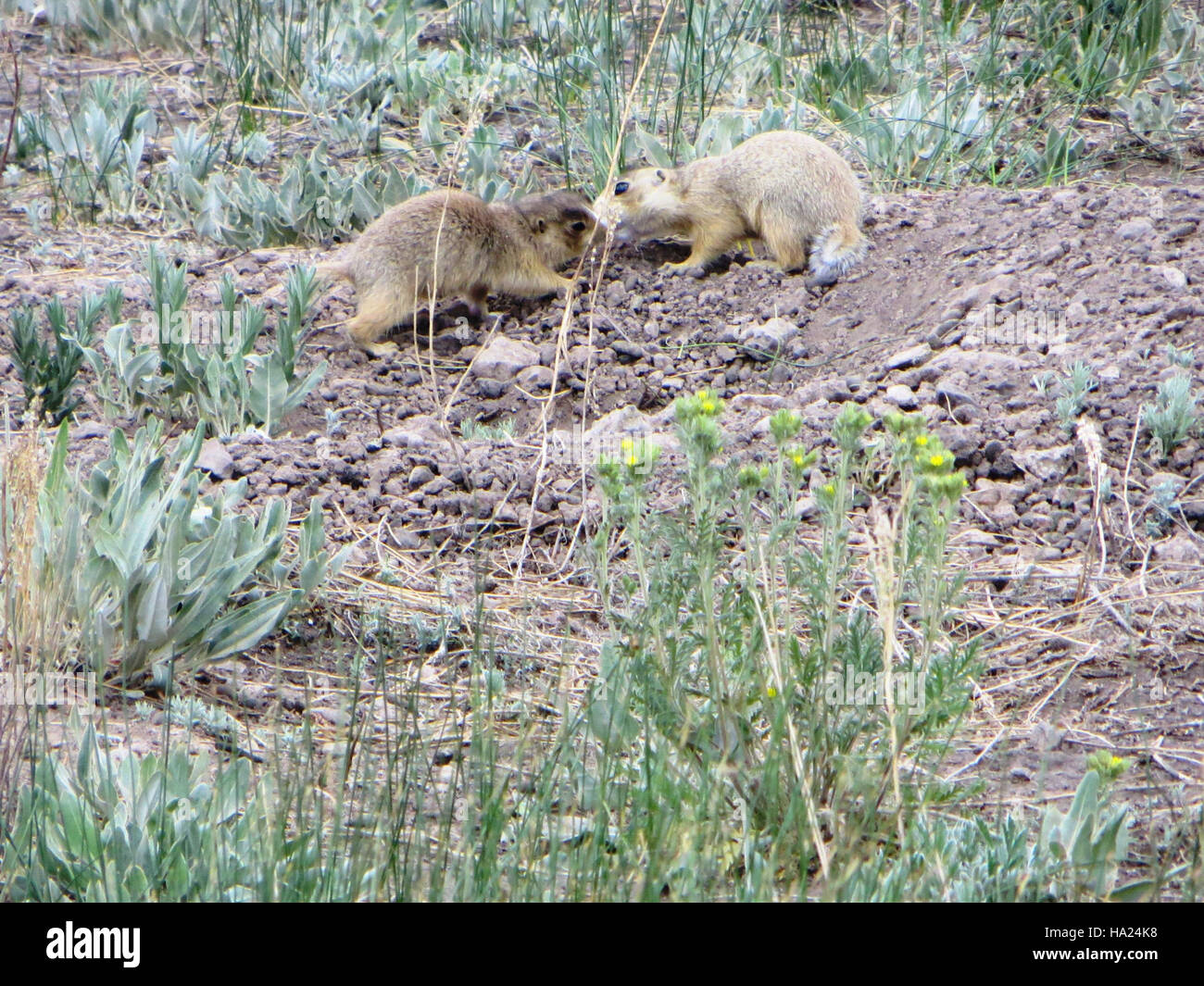 This photo captures the aftermath of the Thompson Ridge forest fire ...