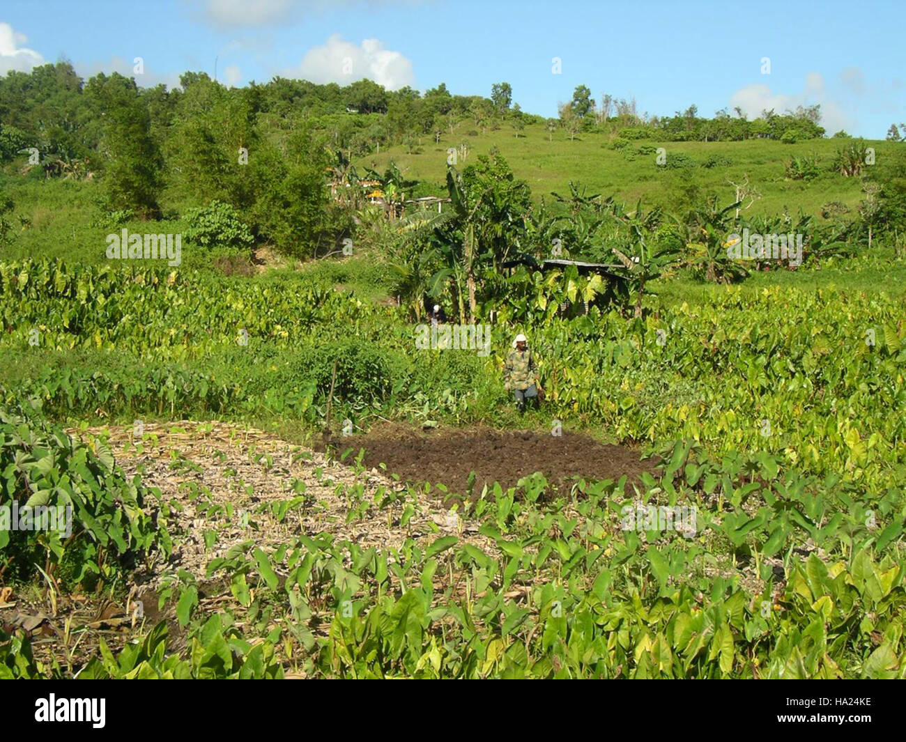Taro Patch High Resolution Stock Photography and Images - Alamy