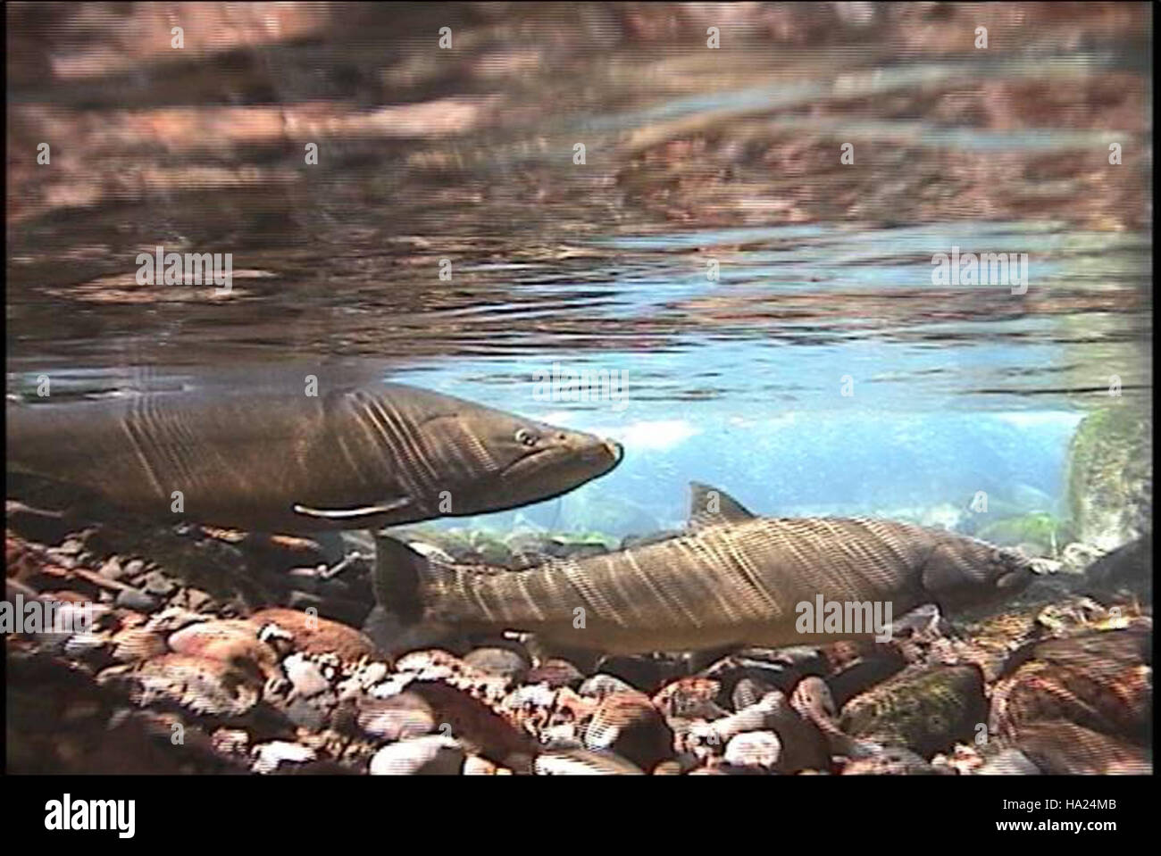 This image showcases the bull trout, a species native to the Upper ...