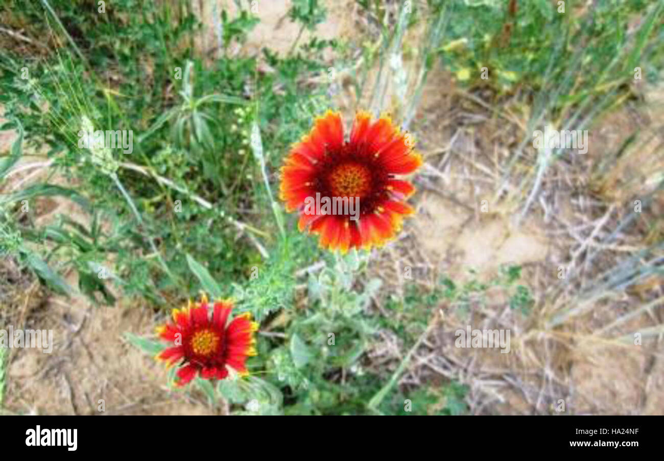 The USDA supports pollinator conservation programs to enhance ...