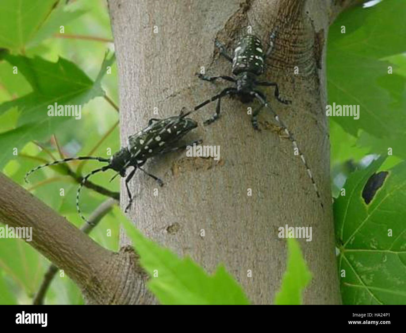 Two Asian longhorned beetles are seen on a maple tree, highlighting the ...