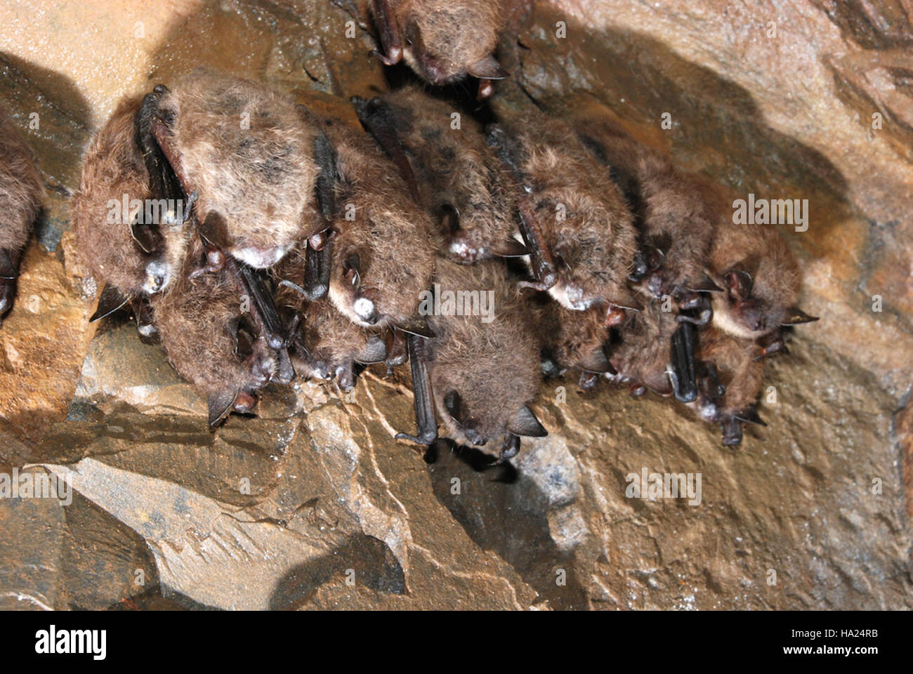 The Battle for Bats initiative, led by the USDA, works to protect bat ...