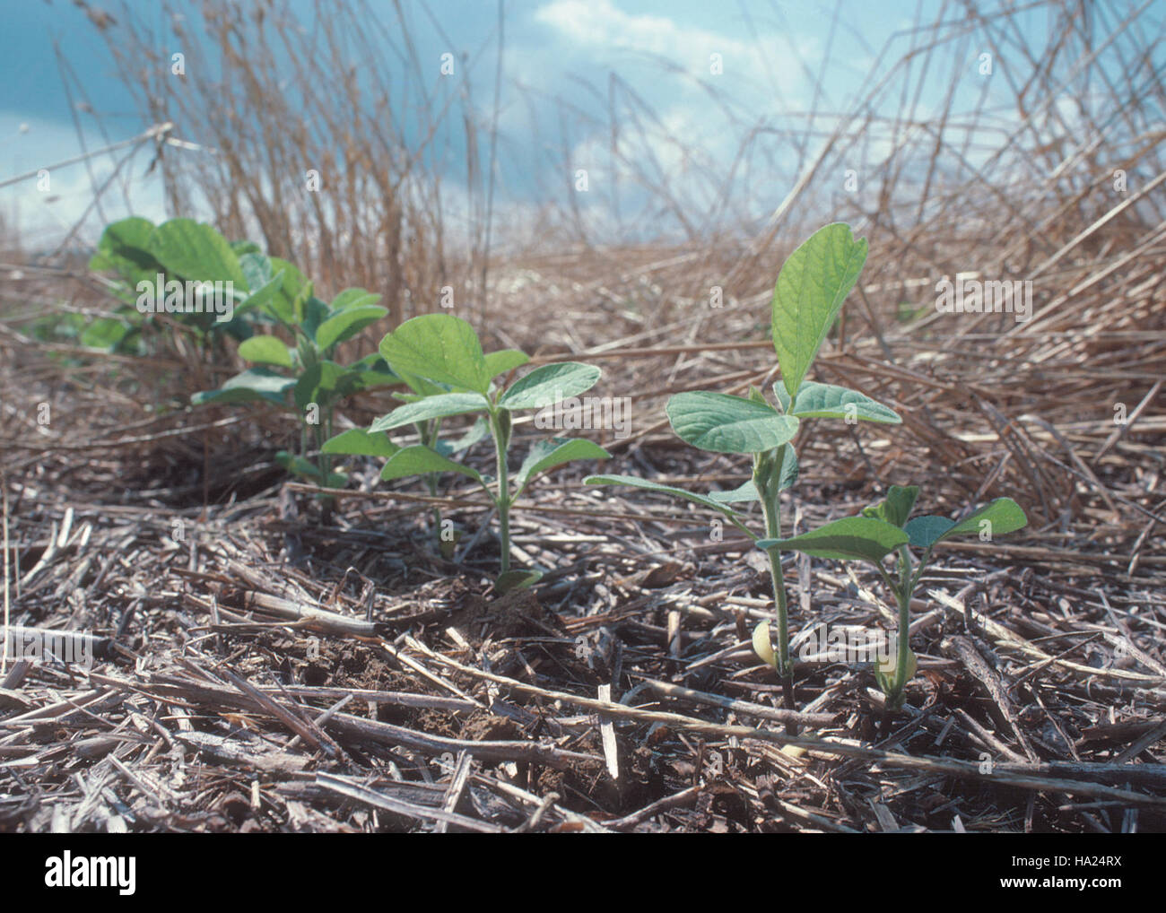 A field demonstrating no-till farming practices, aimed at conserving ...