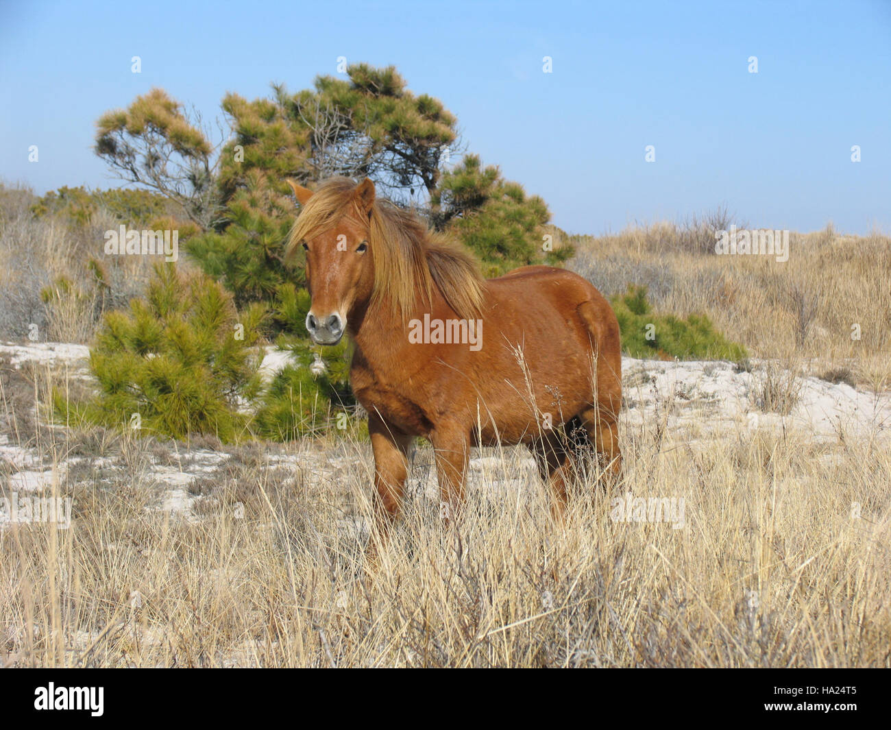 Assateague Island National Seashore offers a unique ecosystem with ...