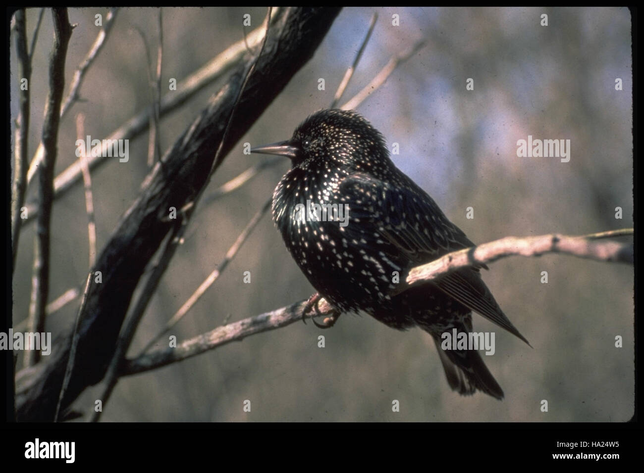 Aphis species hi-res stock photography and images - Alamy