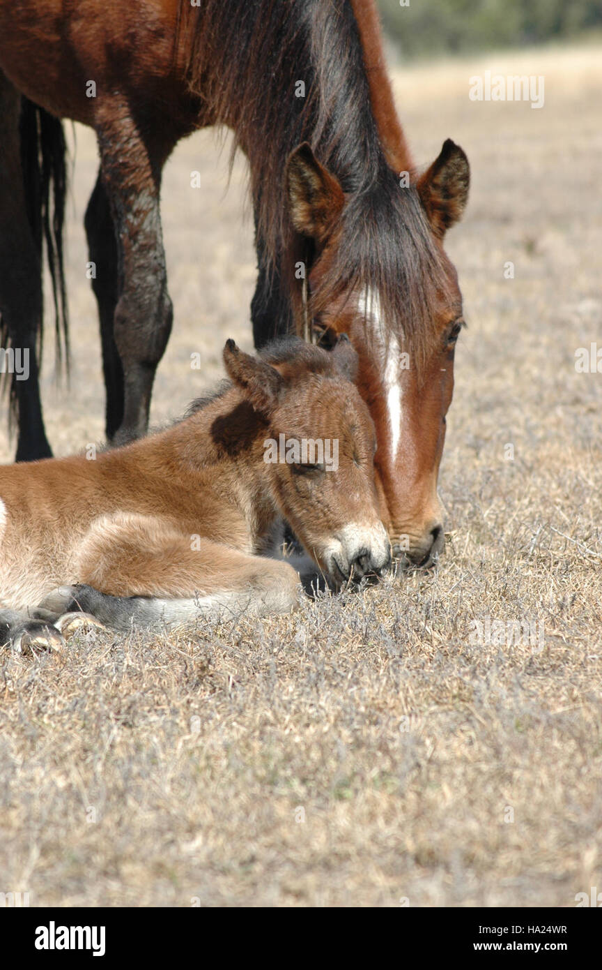 This image captures wild horses in a national park, reflecting the role ...