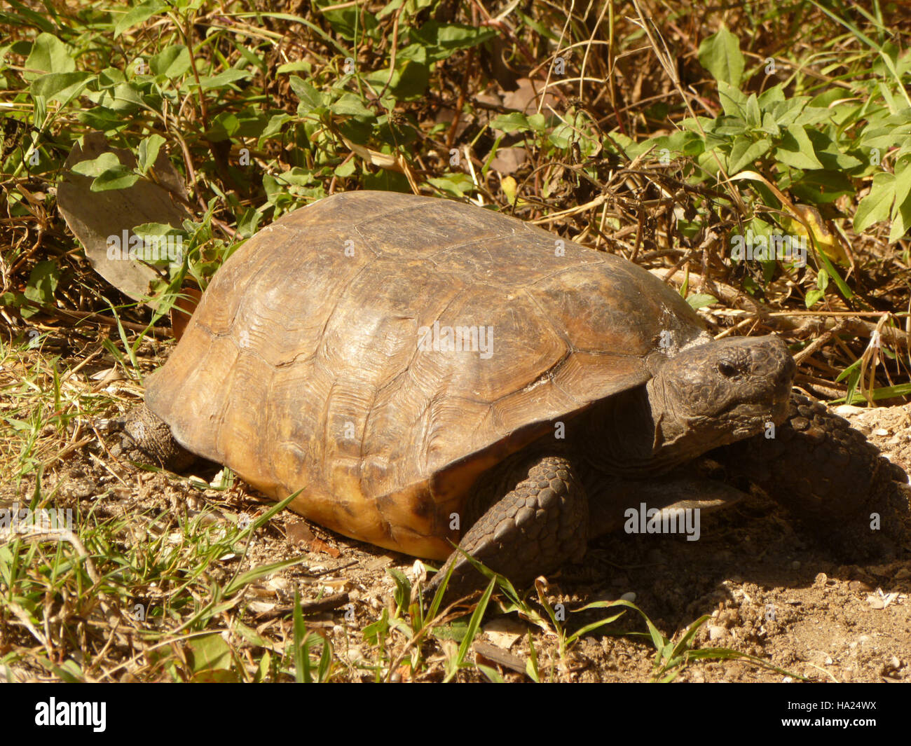 Aphis species hi-res stock photography and images - Alamy