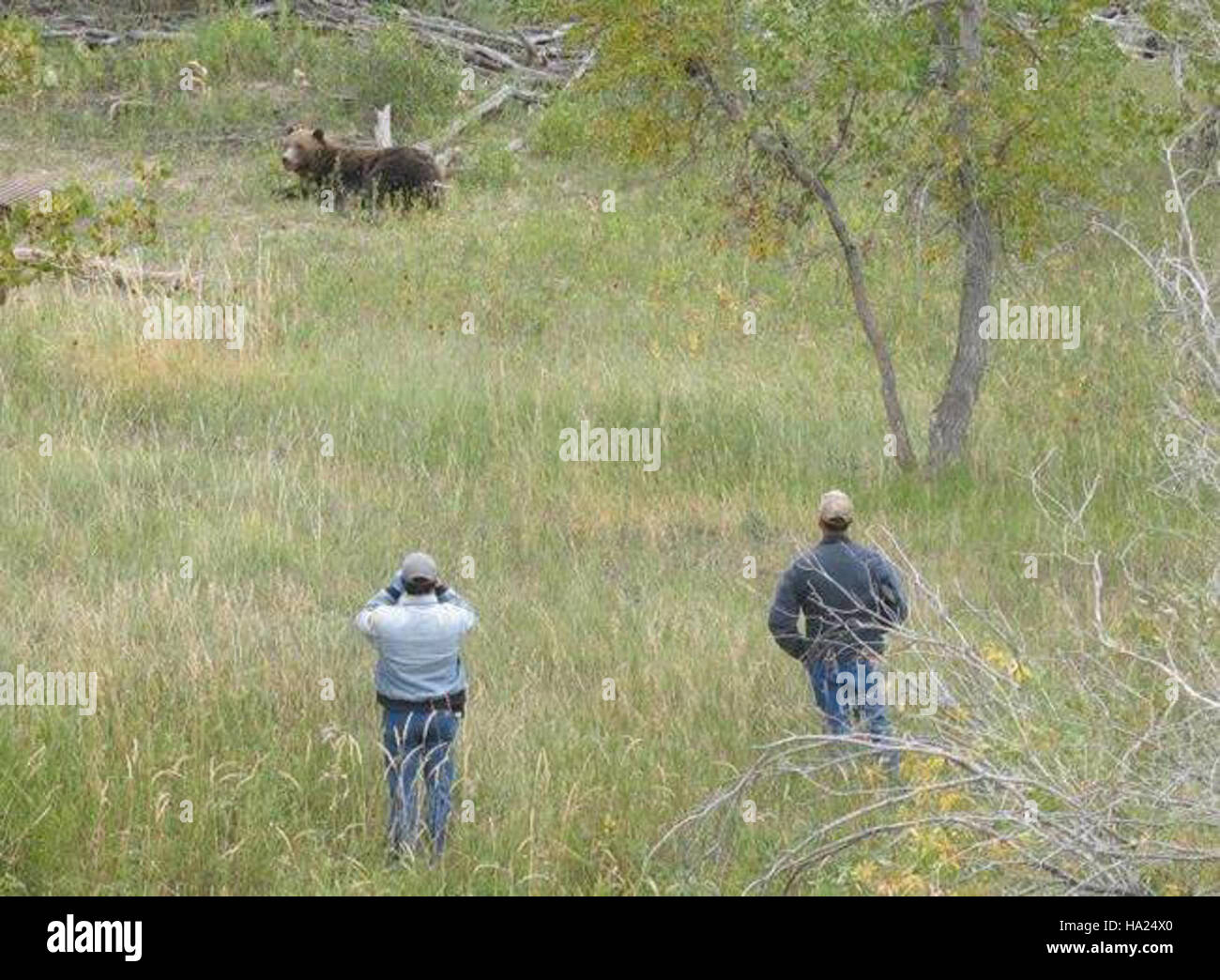 The USDA’s APHIS Wildlife Services manages grizzly bear populations and ...