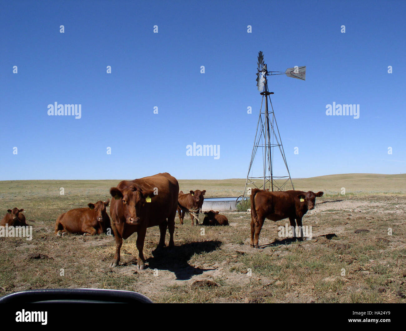 usdagov 14159691949 Cows in Western Nebraska Stock Photo - Alamy