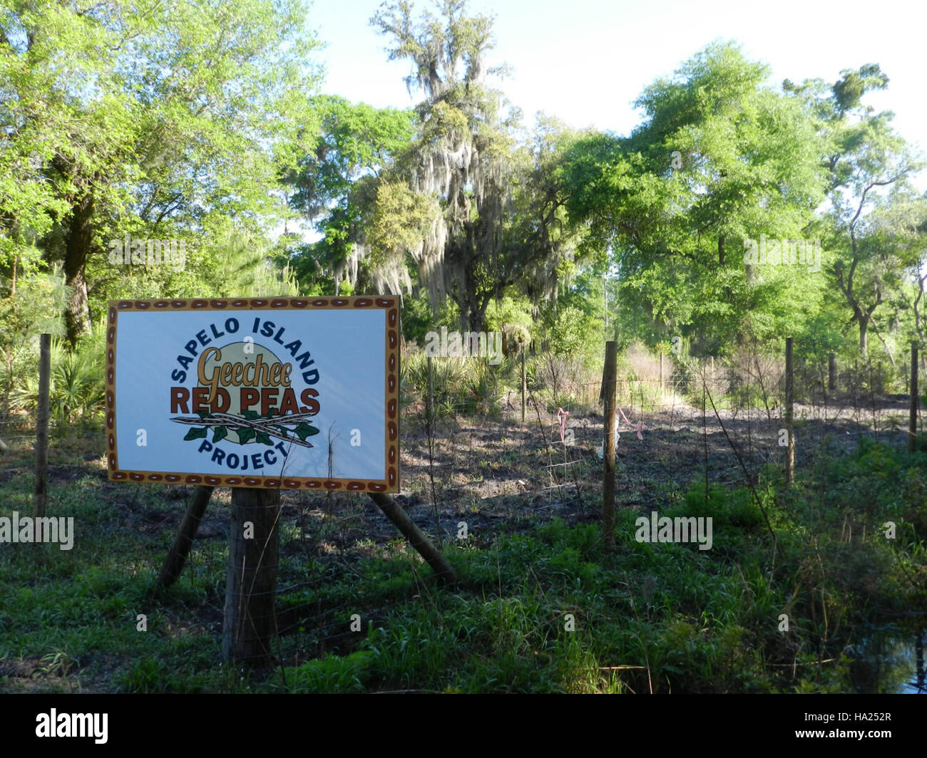 usdagov 15081143700 Sapelo Island Red Pea Project site Stock Photo - Alamy