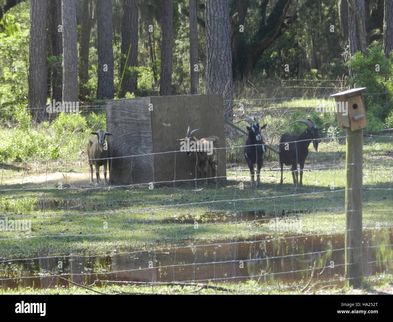 Sapelo island hi-res stock photography and images - Alamy