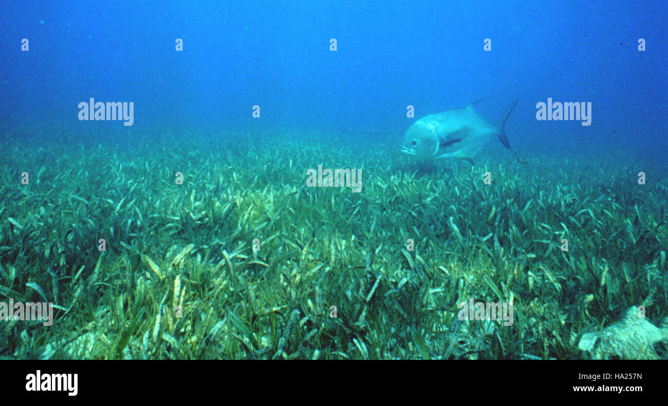 Seagrass Meadows High Resolution Stock Photography and Images - Alamy